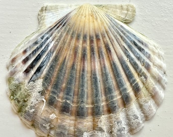 DRILLED OYSTER SHELL Flats/tops Craft Bundle Mixed Sizing: 2.25 to 3 ...