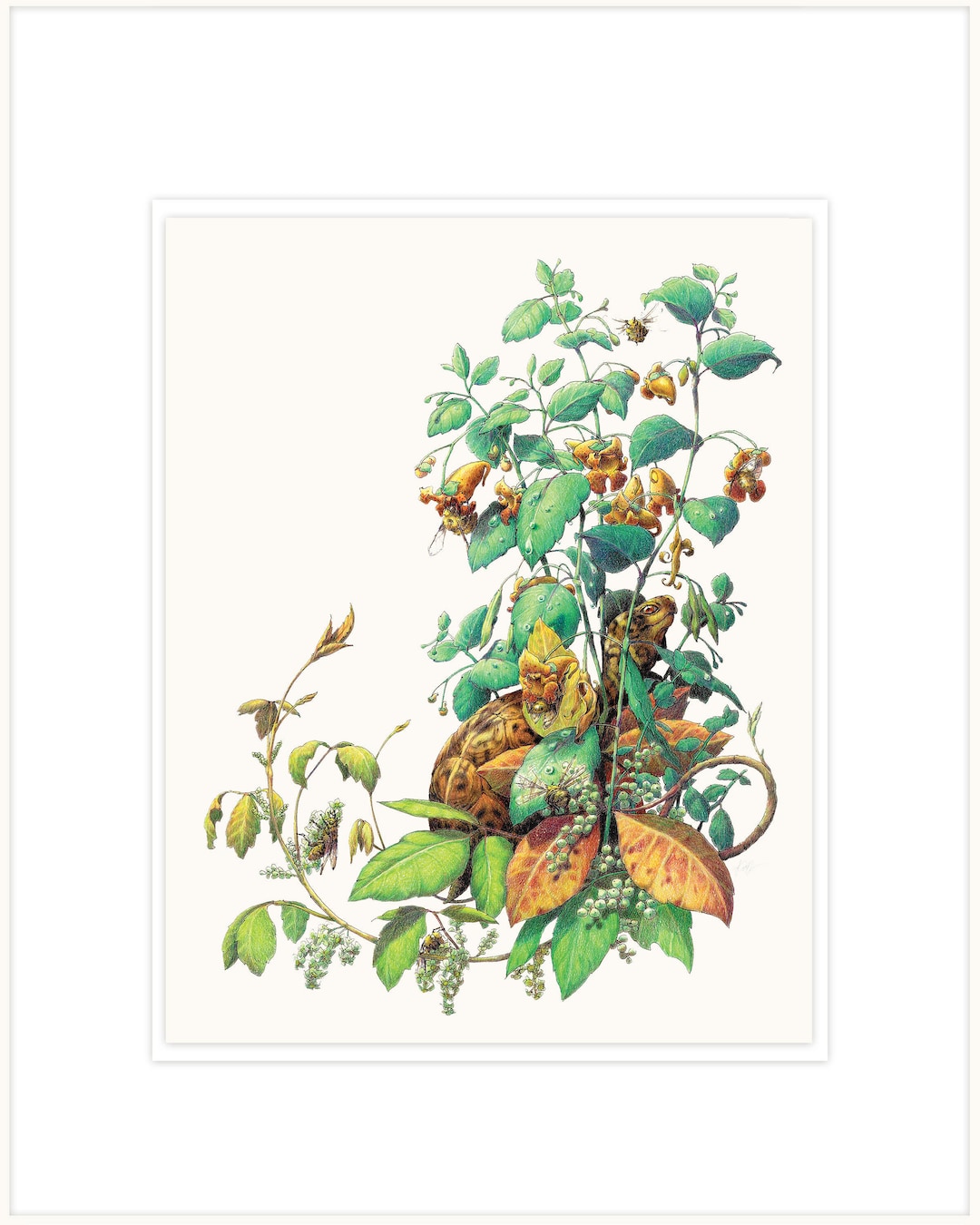 Jewelweed - the Soothesayer Botanical Illustration Fine Print 16" X 20 ...