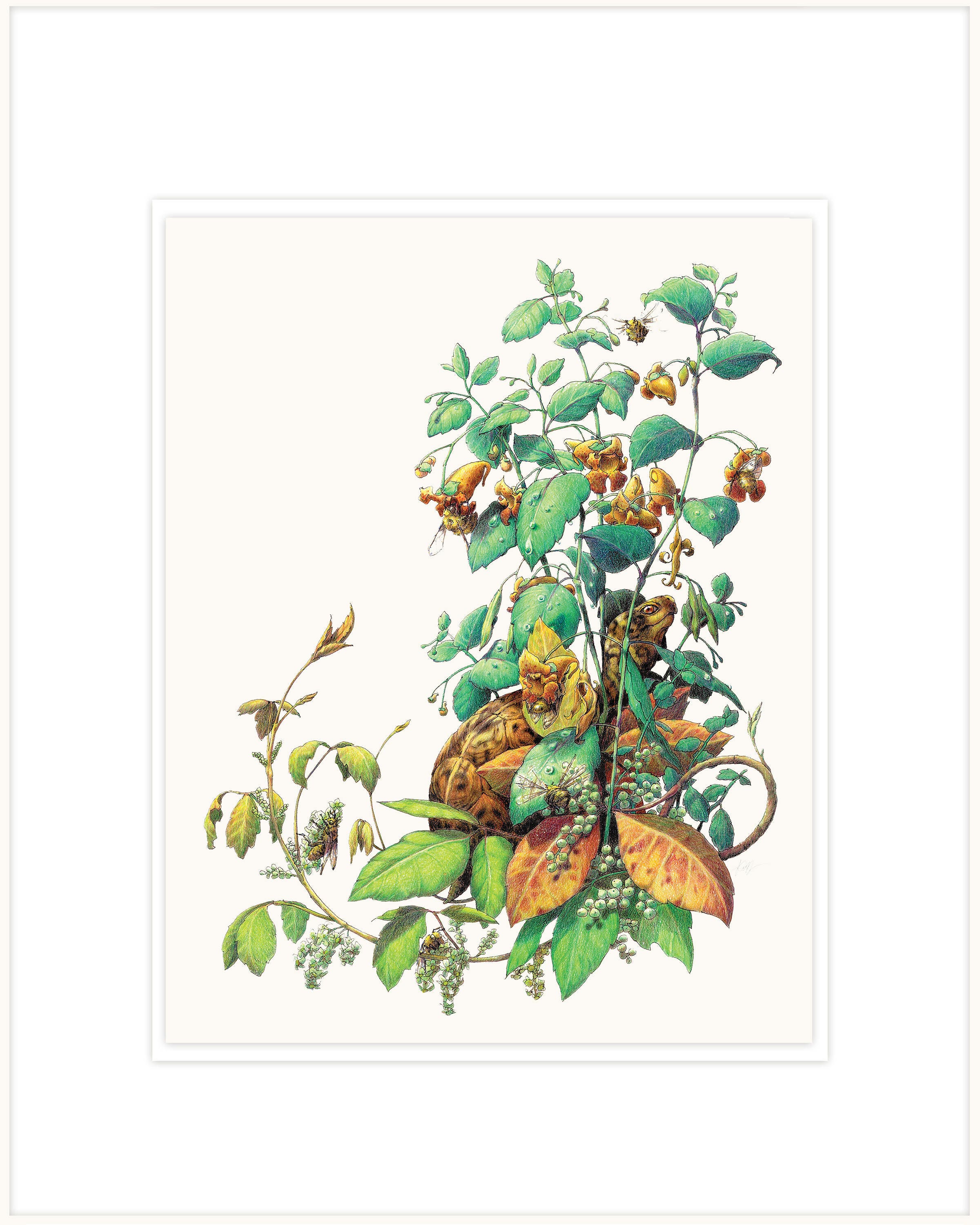 Jewelweed - the Soothesayer Botanical Illustration Fine Print 16" X 20 ...