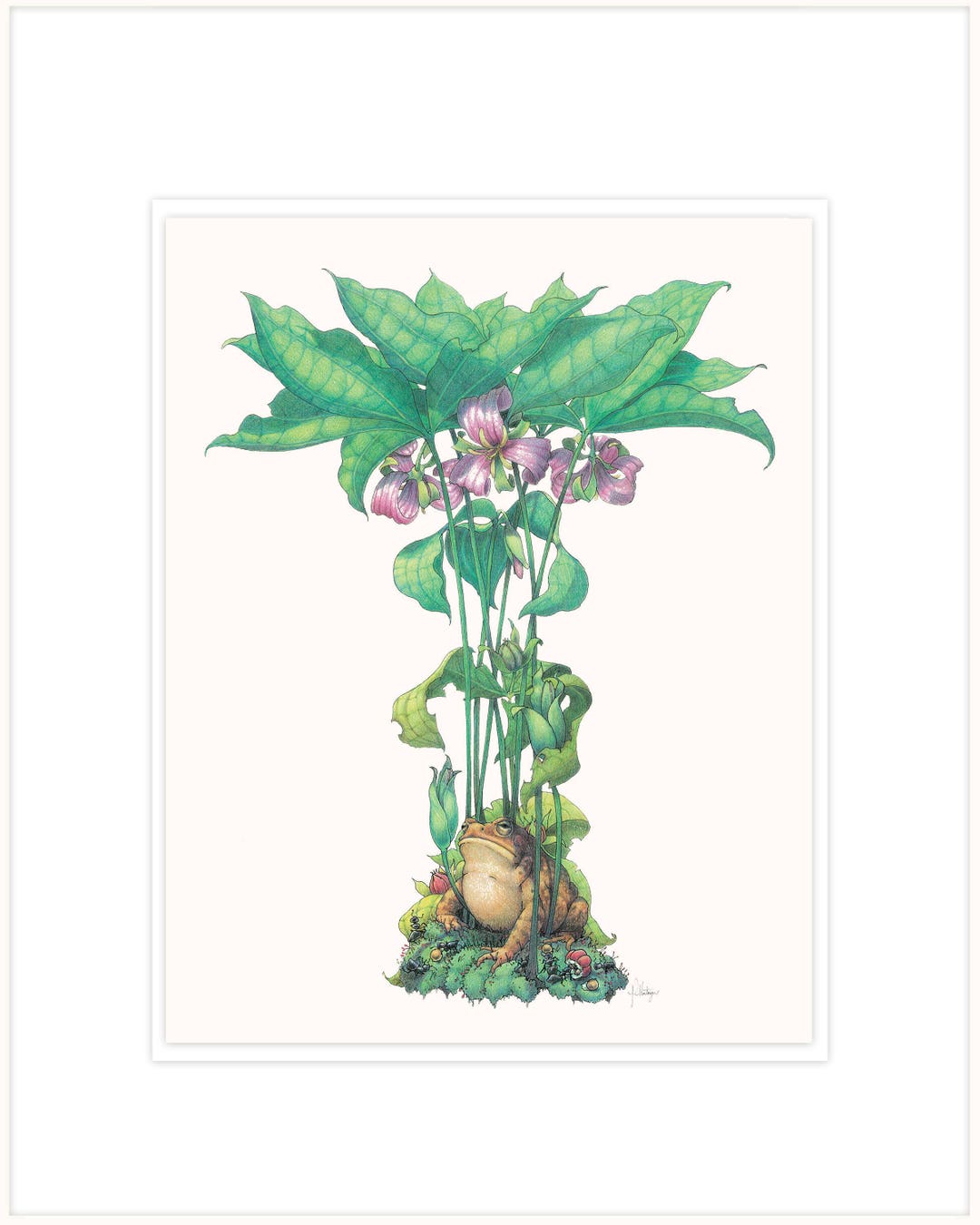 Trillium - Toad Shade, Botanical Illustration Fine Print 11" X 14" With ...