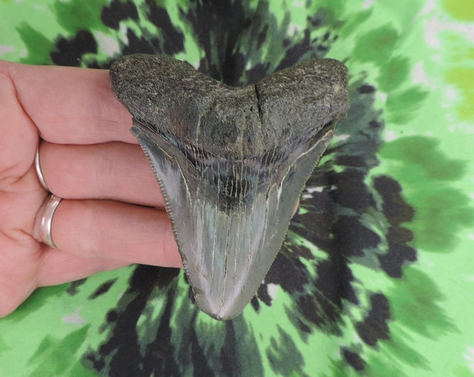 Megalodon Sharks Tooth 3 1/8'' Inch NO RESTORATIONS Fossil Sharks Teeth ...