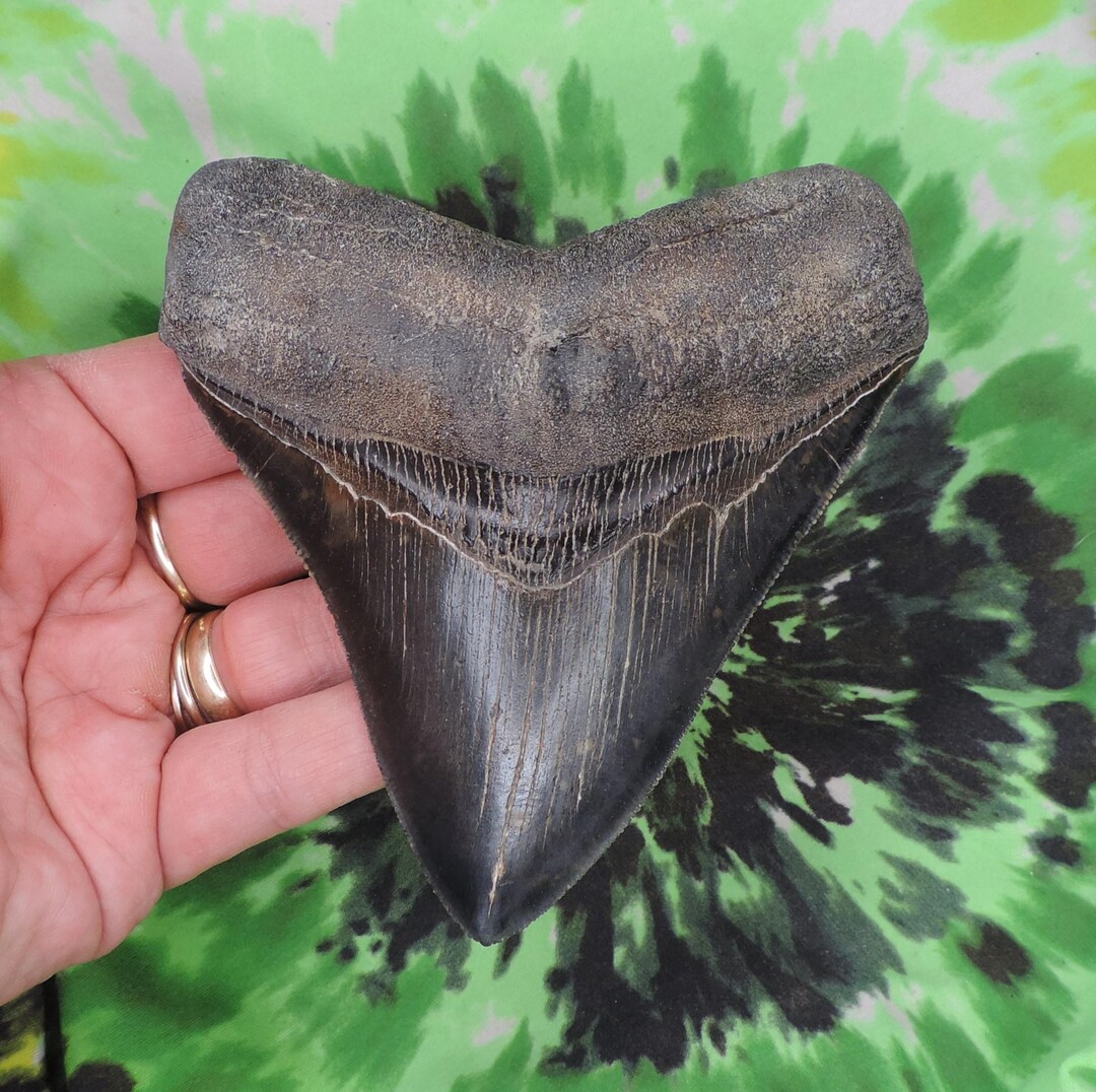 Megalodon Sharks Tooth 4 5/8'' Inch NO RESTORATIONS A+ GRADE! Fossil ...