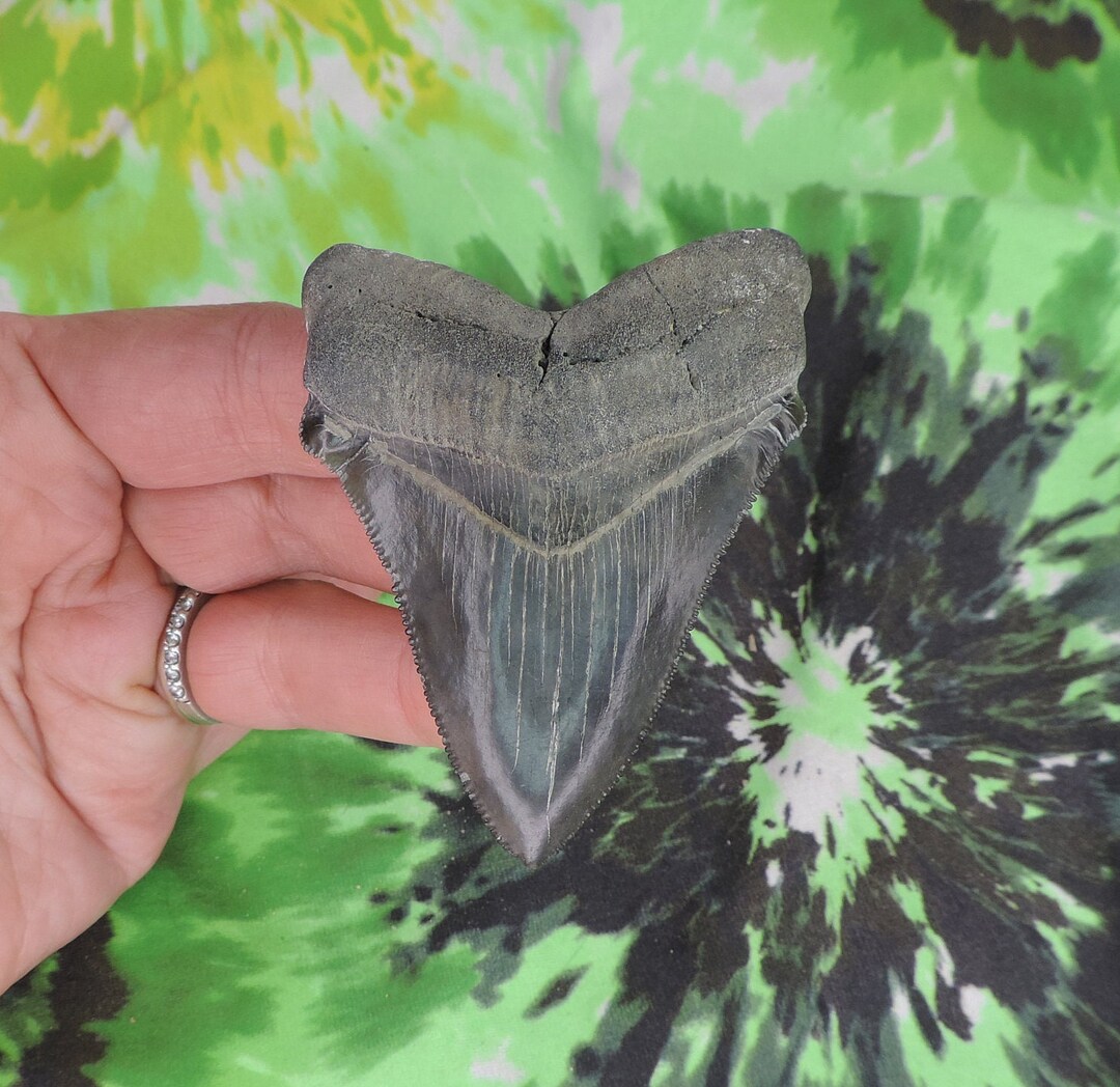 Chubutensis Sharks Tooth 3'' Inch NO RESTORATIONS Fossil Sharks Teeth ...