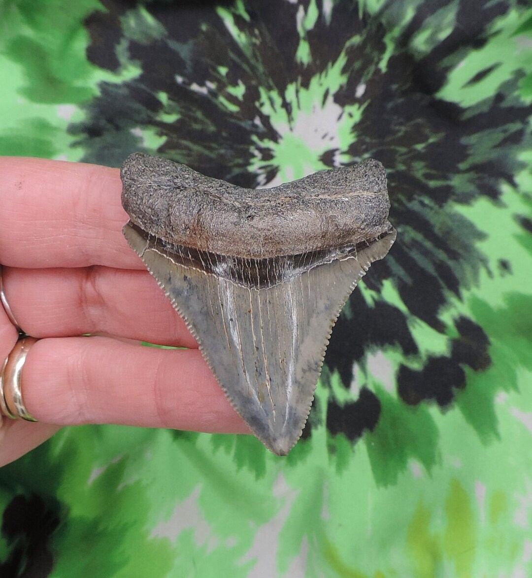 Megalodon Sharks Tooth 2 9/16'' Inch BEAUTY NO RESTORATIONS Fossil ...
