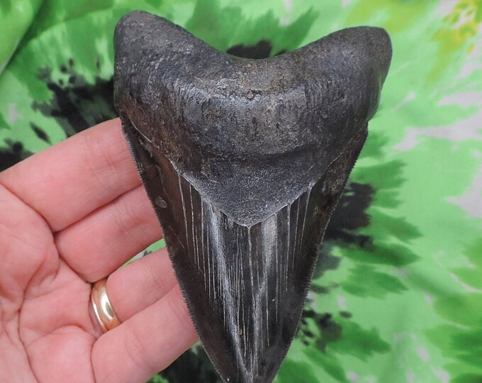 Megalodon Sharks Tooth 4 5/16'' Inch NO RESTORATIONS Fossil Sharks ...