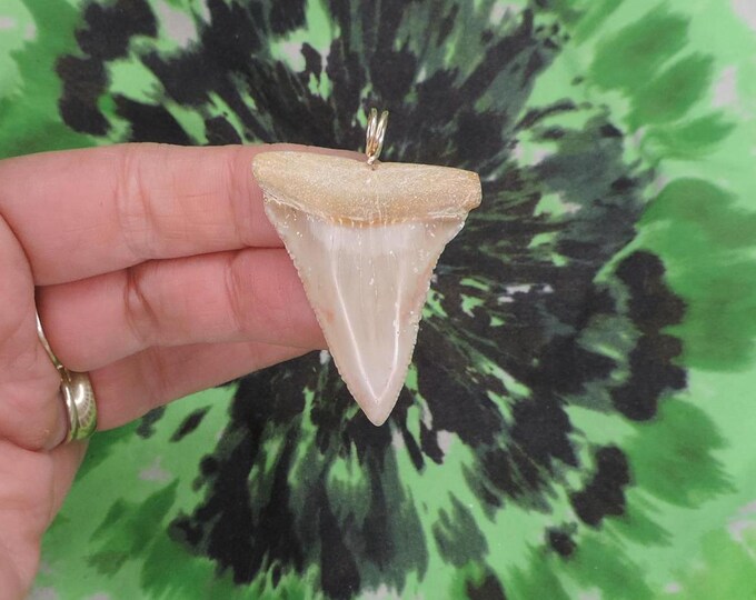 Great White Sharks Tooth Pendant NICE!! Fossil Tooth Sharks Teeth ...