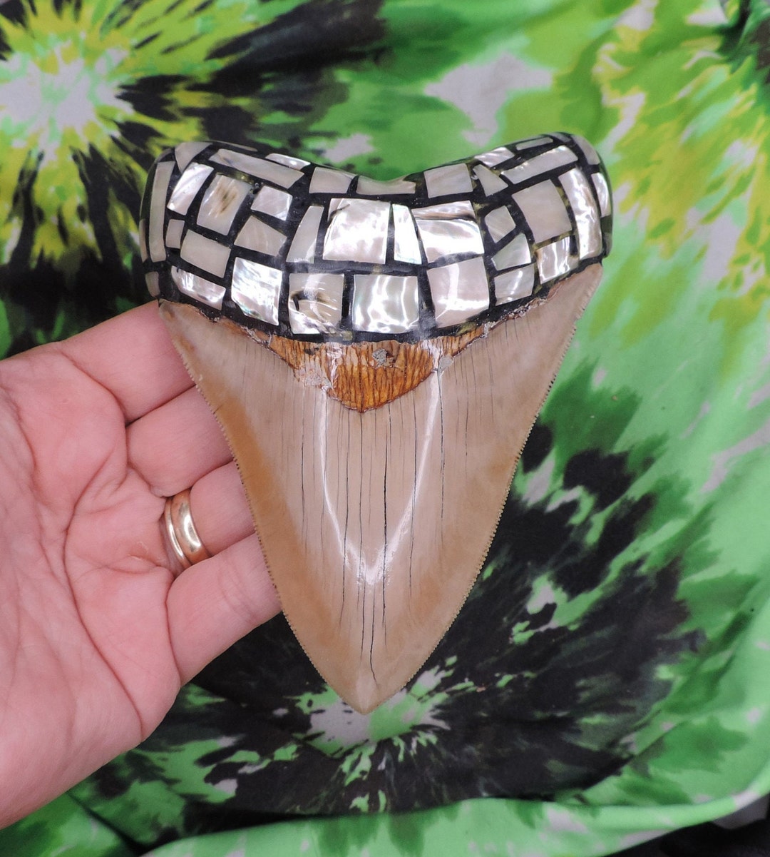 Megalodon Sharks Tooth 4 13/16" Inch ABALONE INLAY INDONESIAN Fossil ...