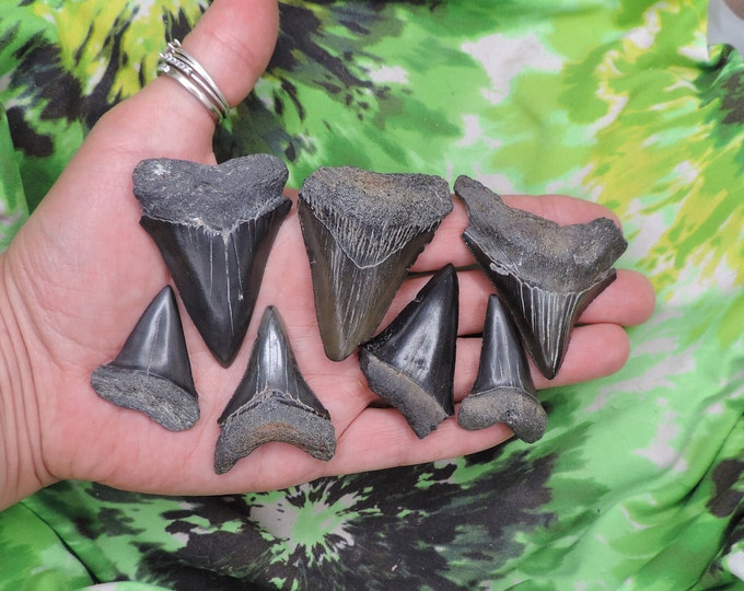 Megalodon Mako Sharks Teeth 7 NO RESTORATIONS Fossil Sharks Teeth Tooth ...
