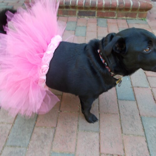 Rainbow Dog Tutu Dog Tutu Puppy Tutu Skirt Dog Halloween | Etsy
