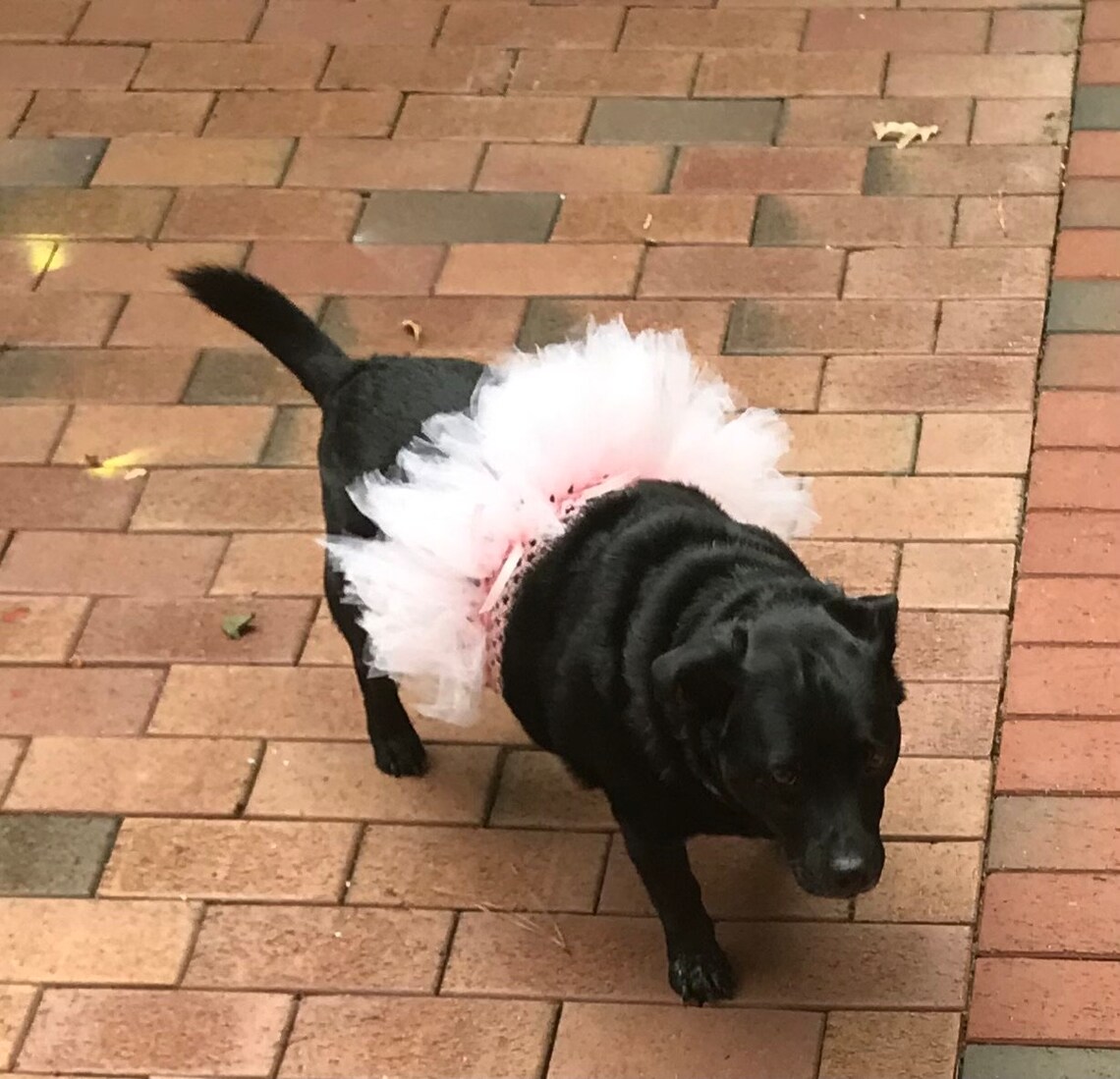 Dog Tutu - Etsy