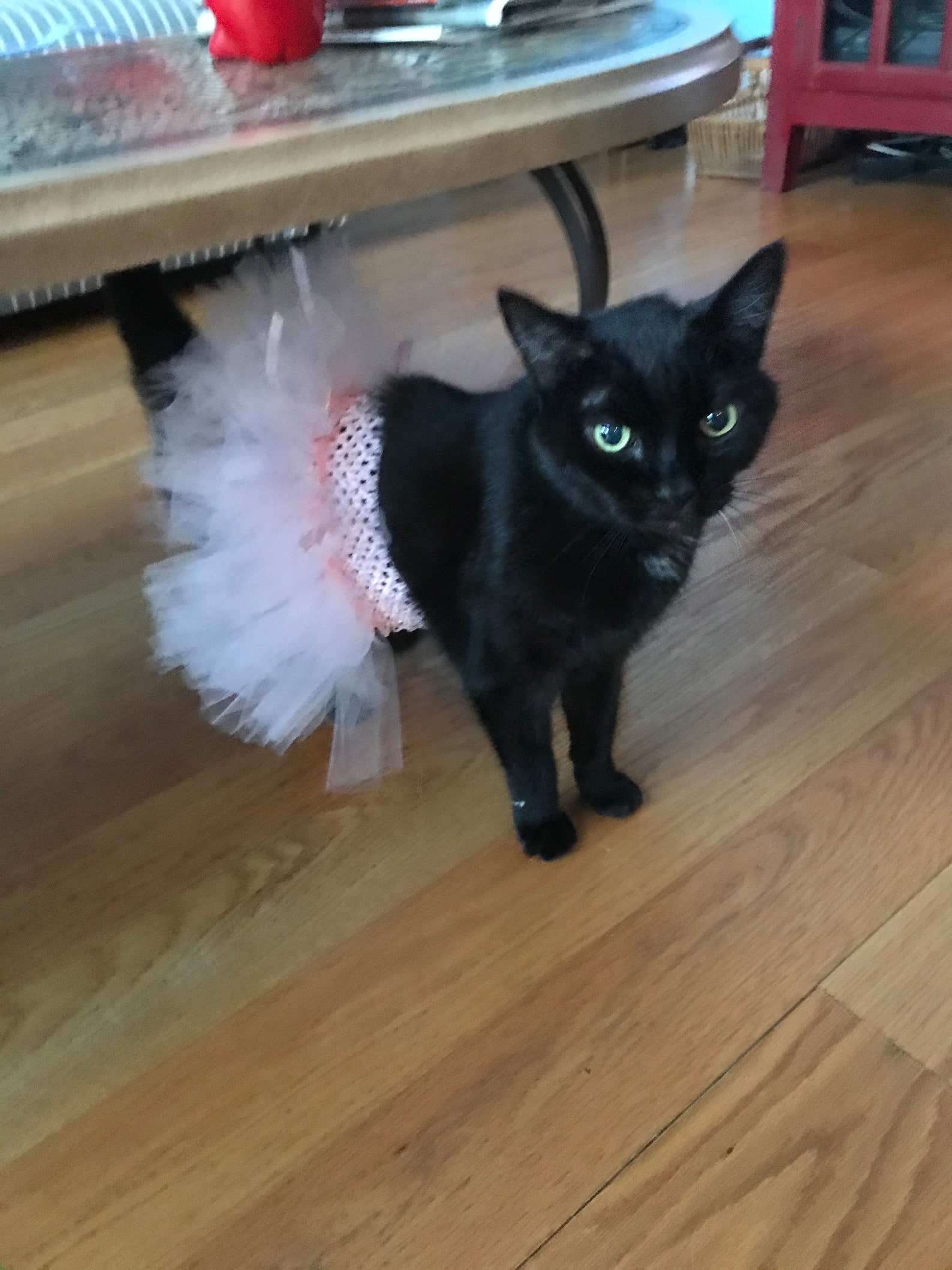 Cat Tutu, Cat Tutu Skirt, Cat Ballerina Tutu, Cat Costume in Pale Pink ...