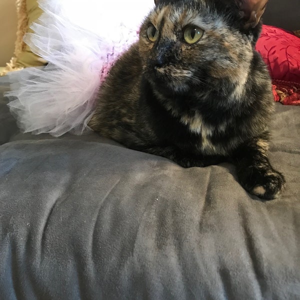 Tutu for Cat - Etsy
