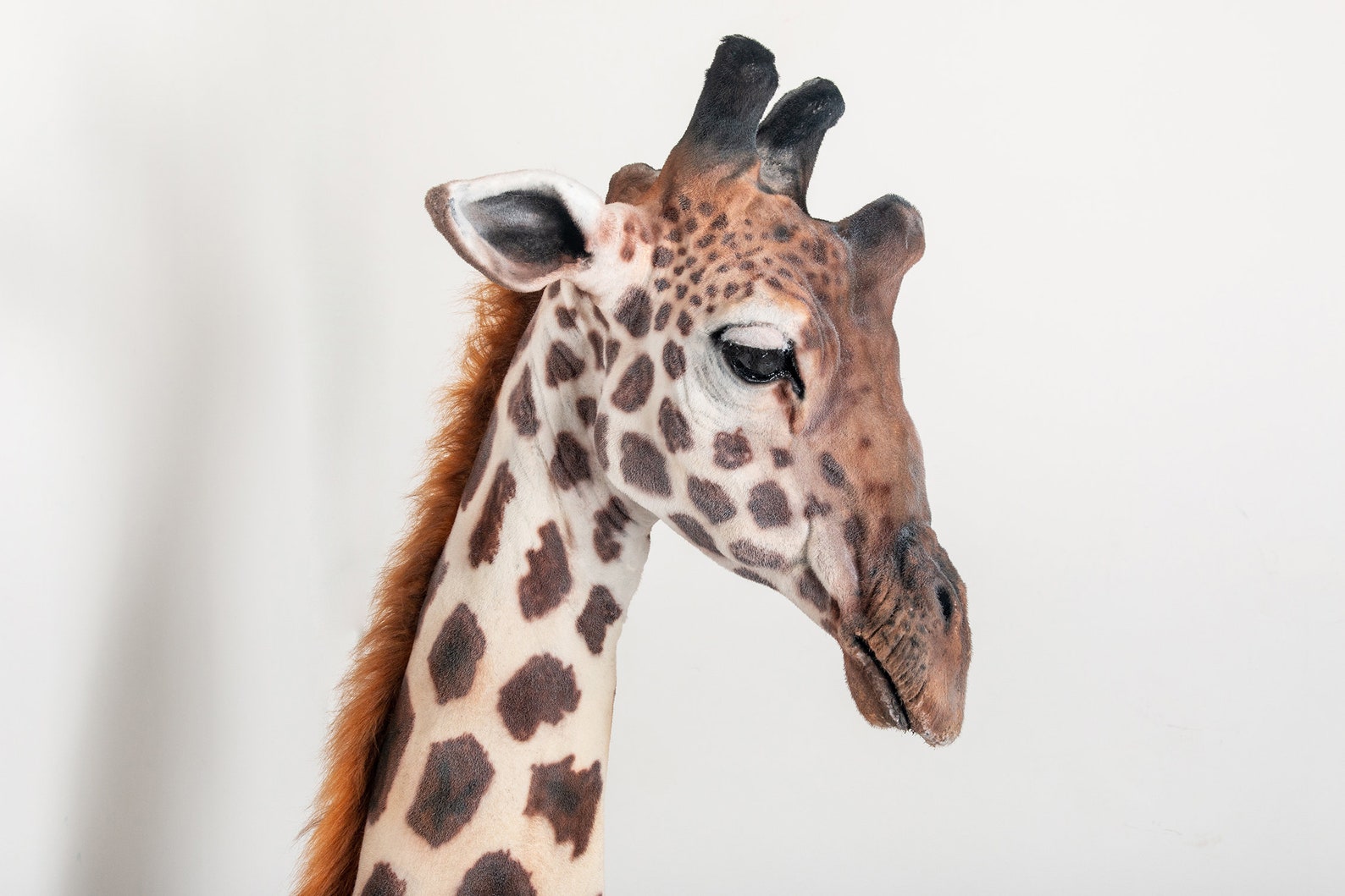 Faux Taxidermy Giraffe - Etsy
