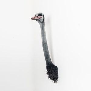 Faux Taxidermy Ostrich Head Animal Friendly Decorative Art Handmade in ...