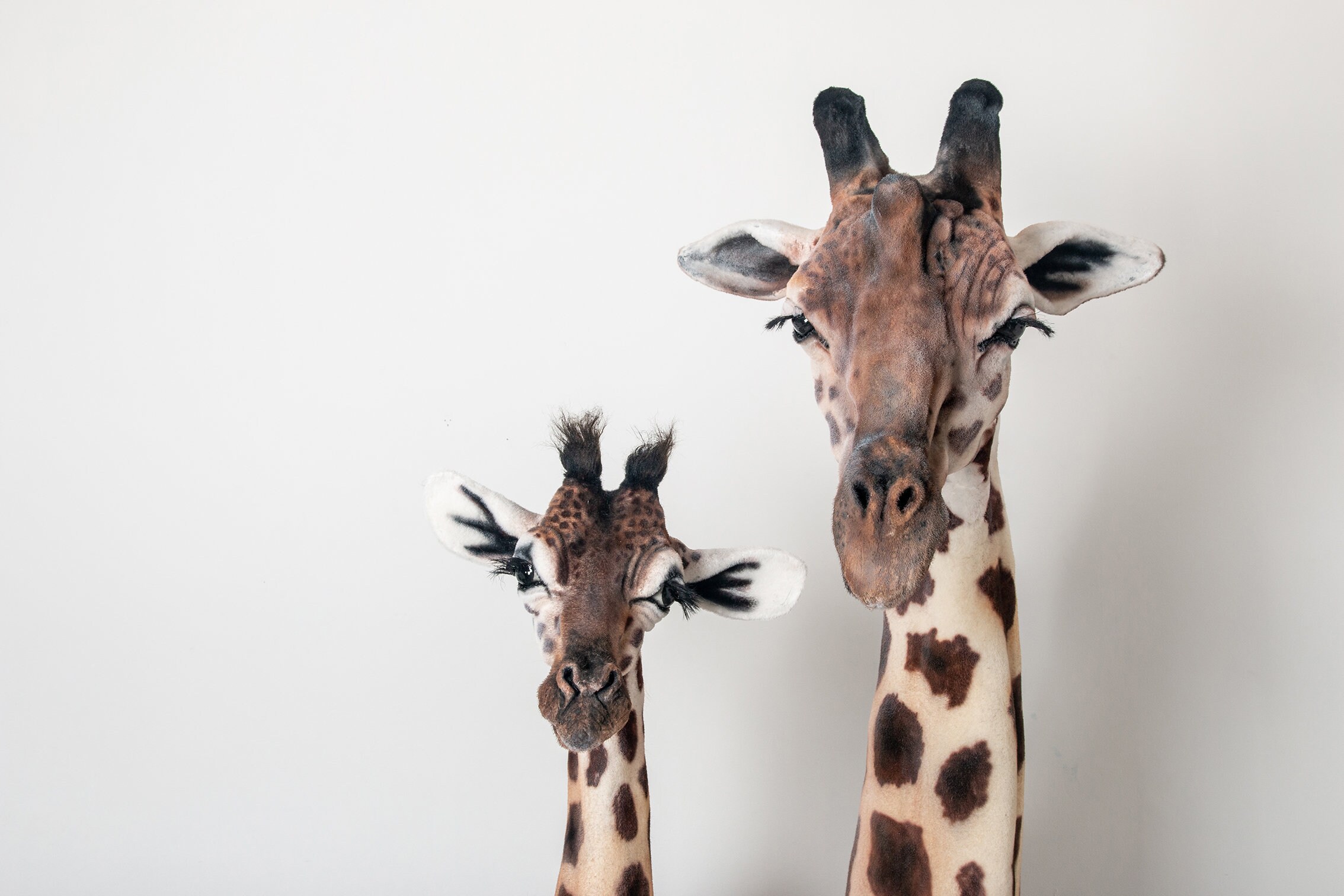 Faux Taxidermy Baby Giraffe Head Animal Friendly Decorative Art ...