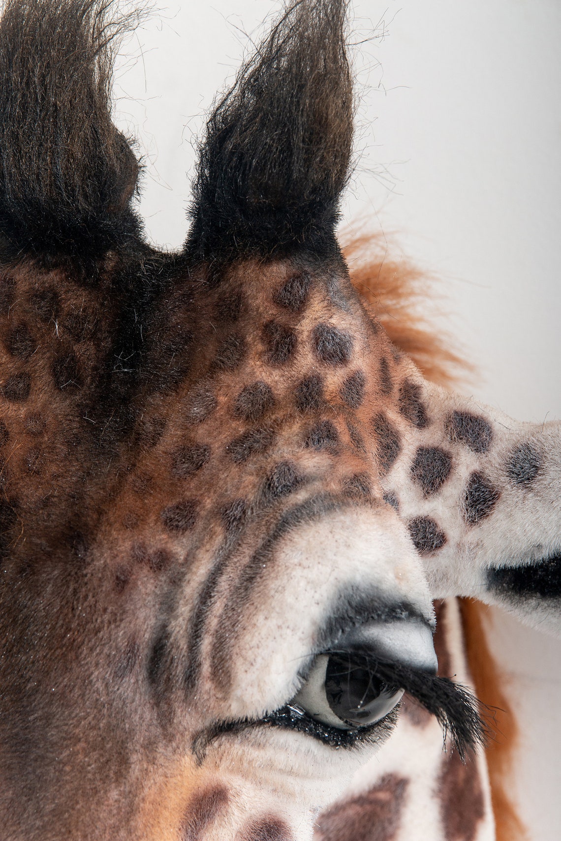 Faux Taxidermy Baby Giraffe Head Animal Friendly Decorative Art ...