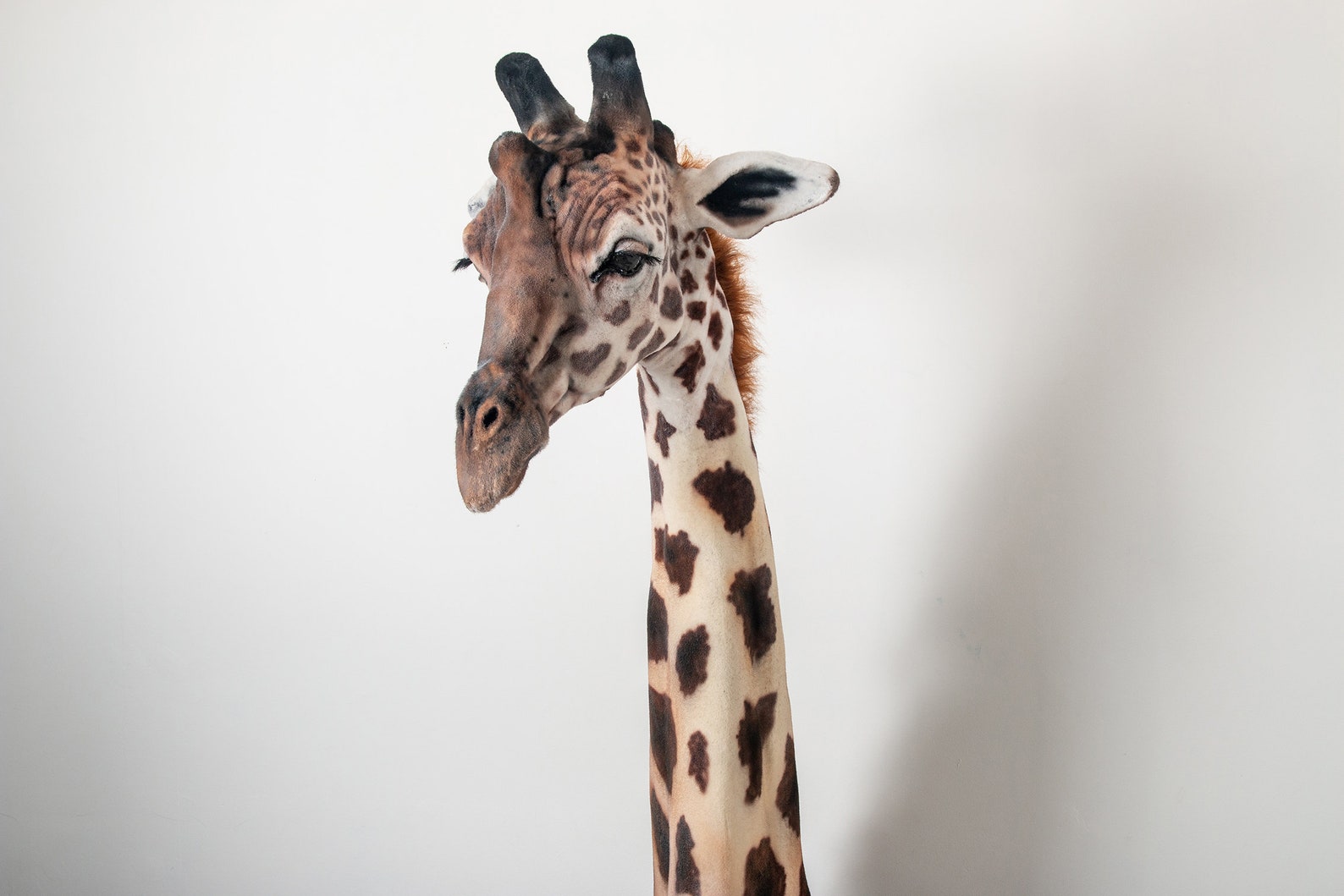 Faux Taxidermy Giraffe - Etsy