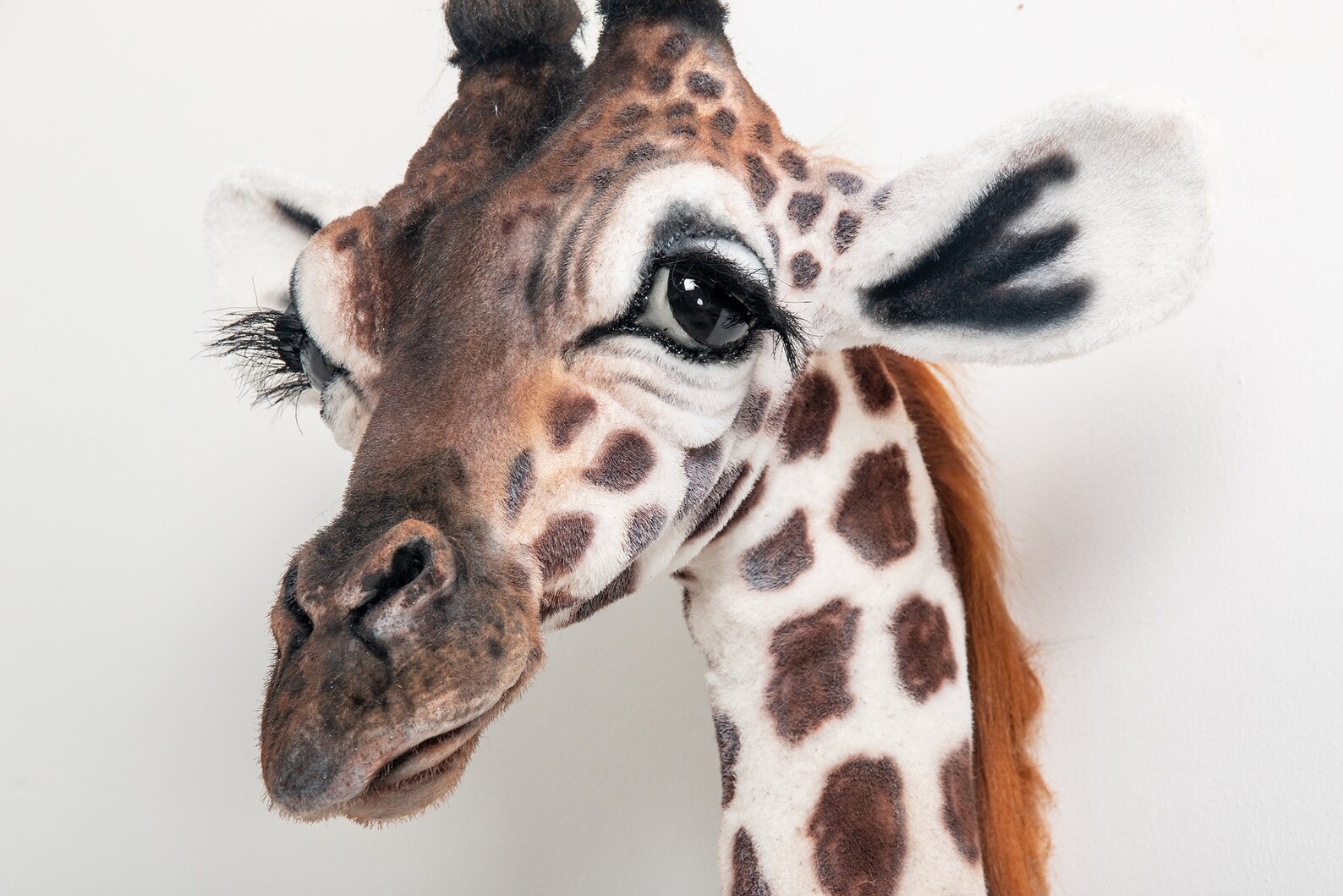Faux Taxidermy Baby Giraffe Head Animal Friendly Decorative Art ...
