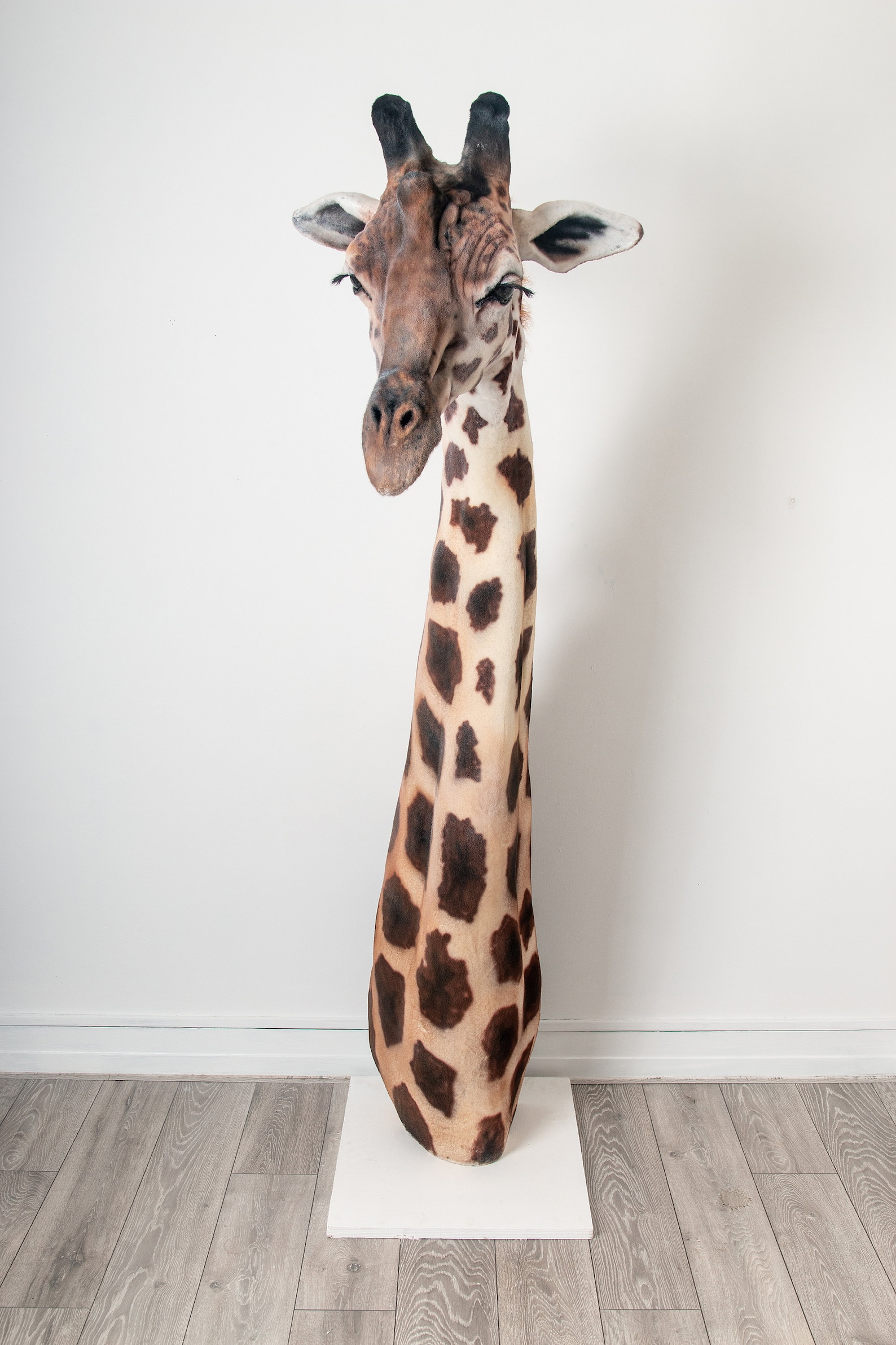 Faux Taxidermy Giraffe - Etsy UK