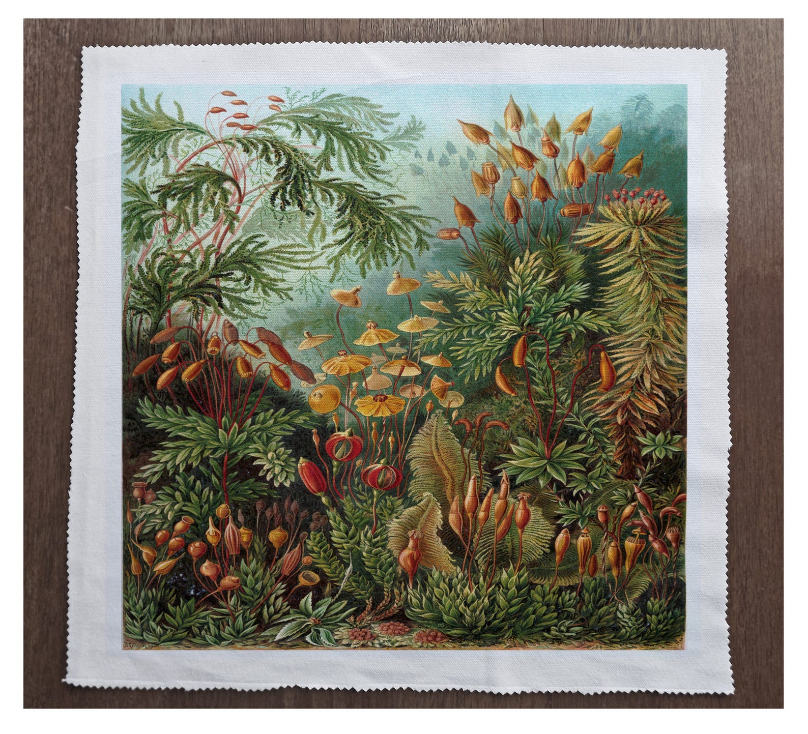Vintage Flower Pattern Ernst Haeckel Illustration - Sewing, Cushion ...