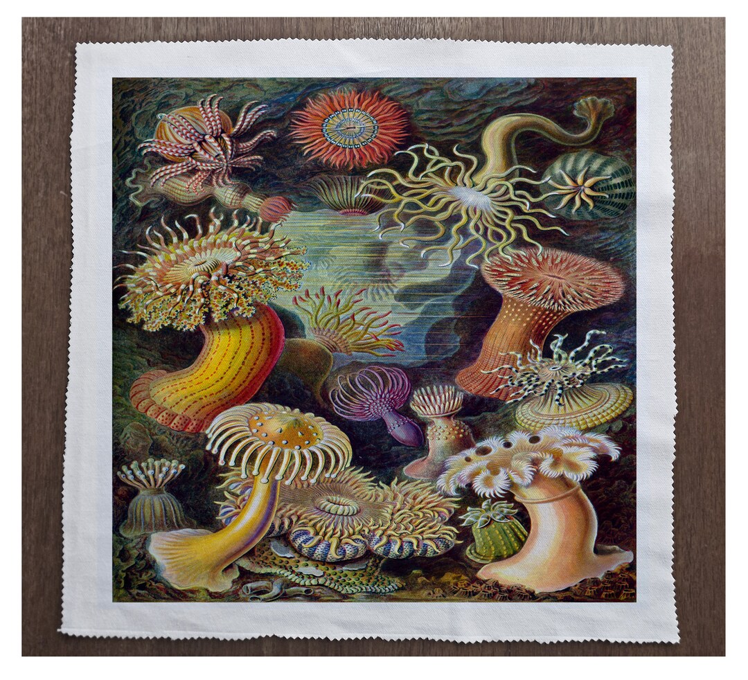 Vintage Flower Pattern Ernst Haeckel Illustration - Sewing, Cushion ...