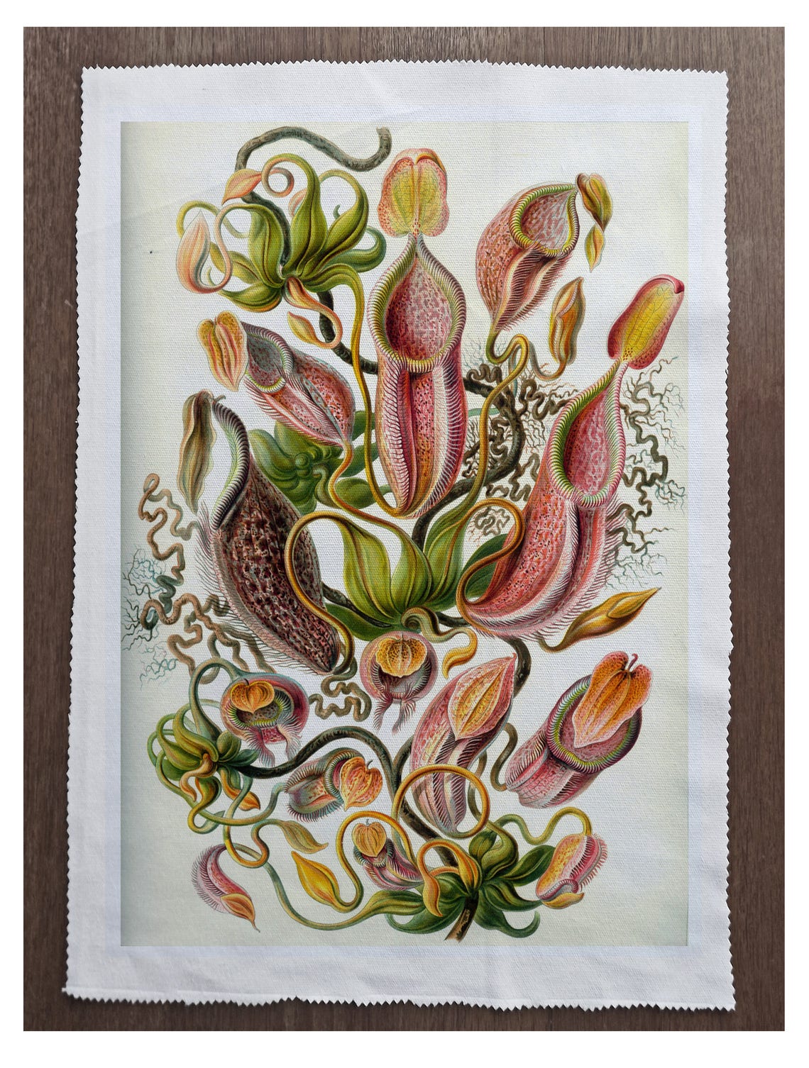 Fly Trap Flower Pattern Ernst Haeckel Illustration - Sewing, Cushion ...