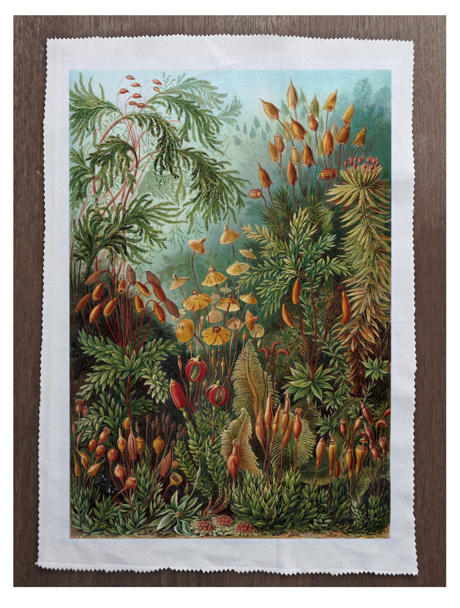 Vintage Flower Pattern Ernst Haeckel Illustration - Sewing, Cushion ...