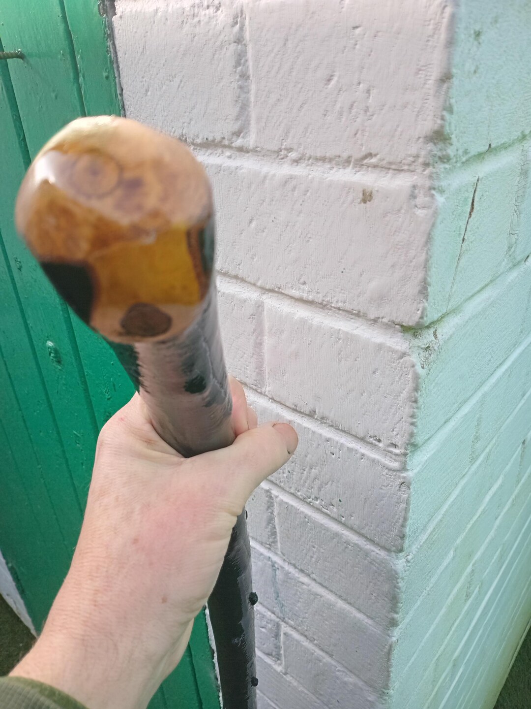 Irish Blackthorn Walking Stick 35 Inchs Long 2x2 Rootball Handle 500 ...