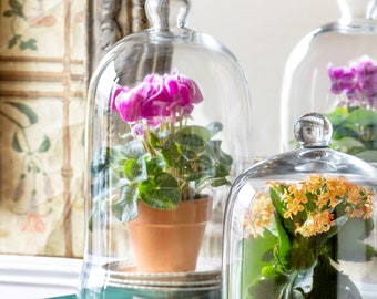 Glass Cloche Bell Jar Extra Large - Etsy