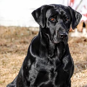 Black Lab Cross Stitch, UPDATED!, Labrador Retriever, Pattern Keeper ...