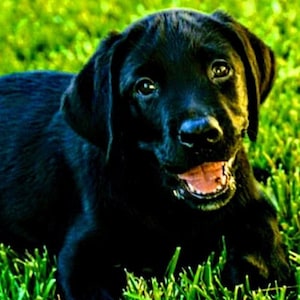 Black Lab Puppy Cross Stitch Pattern, Black Puppy Pattern, Cross Stitch ...