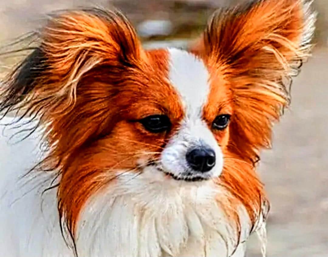 Papillon Pattern, Customer Appreciation Sale!, Dog Pattern, Pattern ...