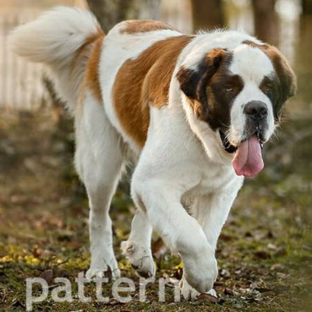 Saint Bernard Cross Stitch Pattern, Dog Cross Stitch, Pattern Keeper ...