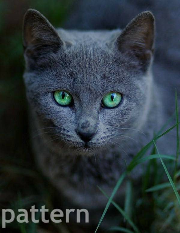 Green Eyed Gray Cat Cross Stitch Pattern Counted Cross - Etsy