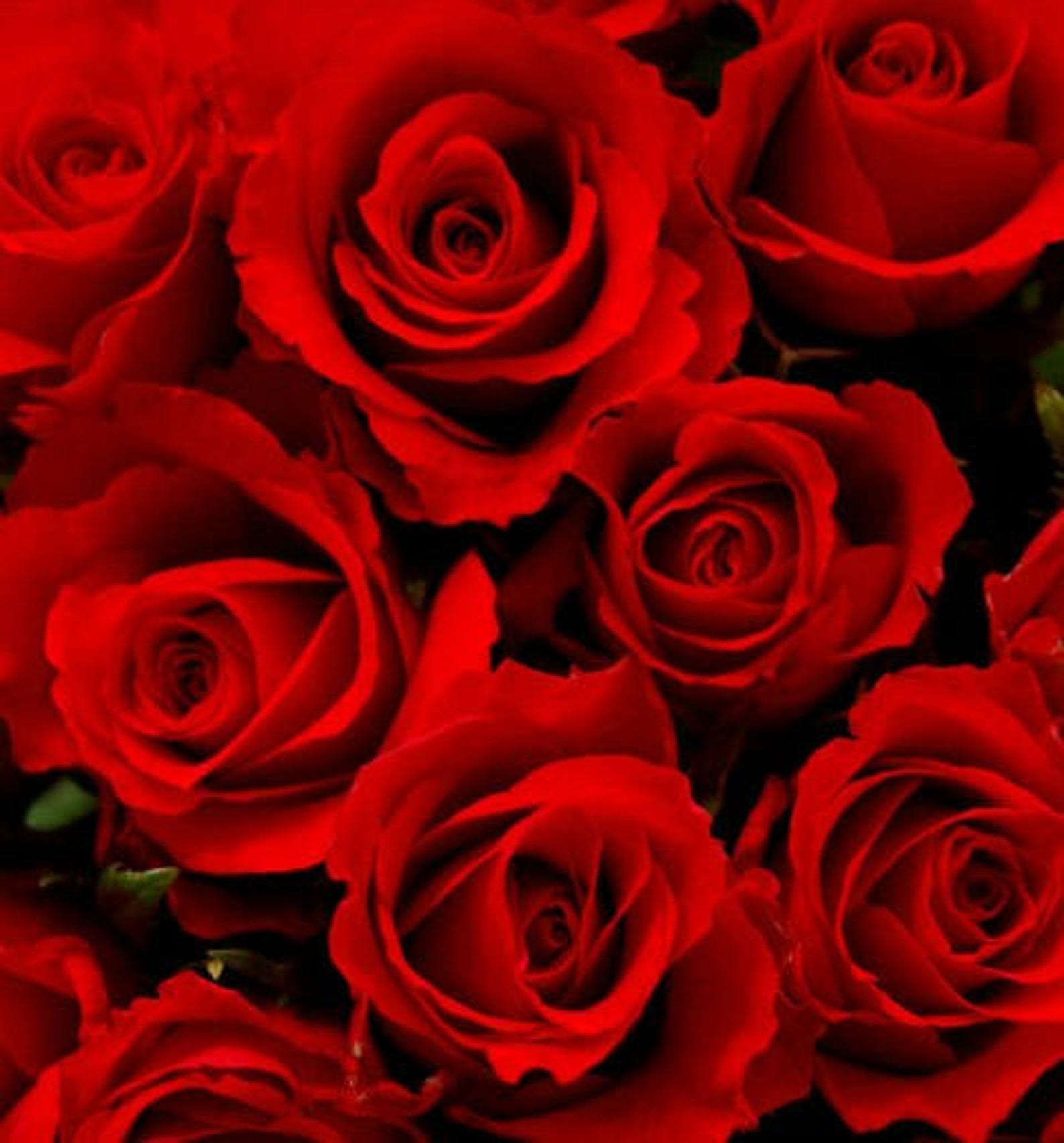 Red Roses Cross Stitch, Pattern Keeper, Cross Stitch Pattern, Red Rose ...