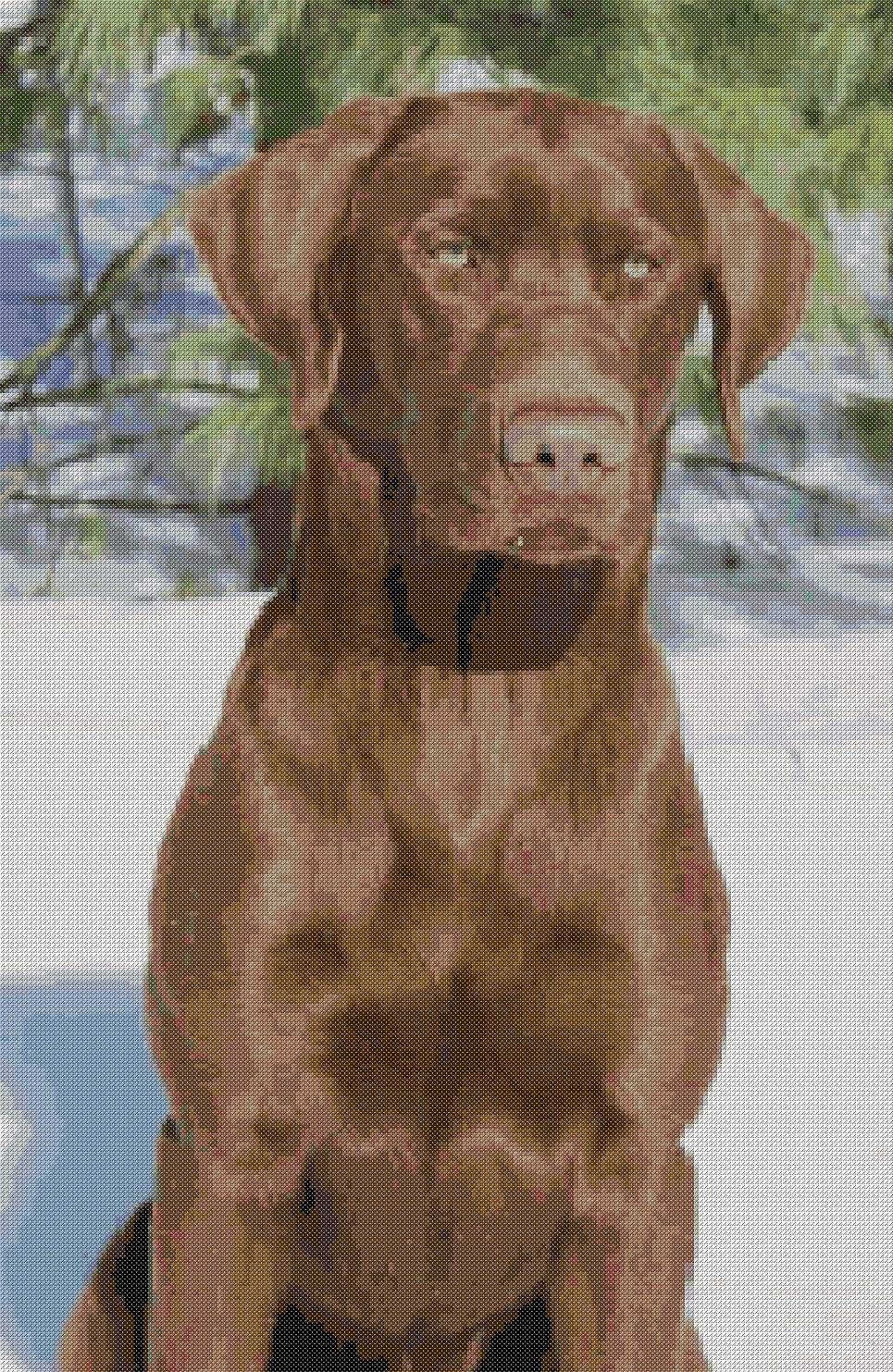 Chocolate Lab Cross Stitch Pattern, Pattern Keeper, Cross Stitch ...