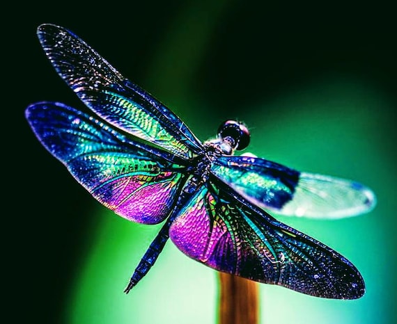 Purple Dragonfly Pictures Custom XL 4 Wing Plum Purple Iridescent