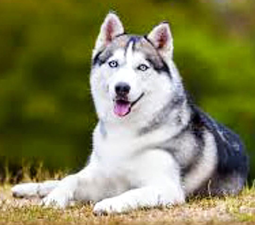 Siberian Husky Cross Stitch, Pattern Keeper, Husky Pattern, Dog Cross ...