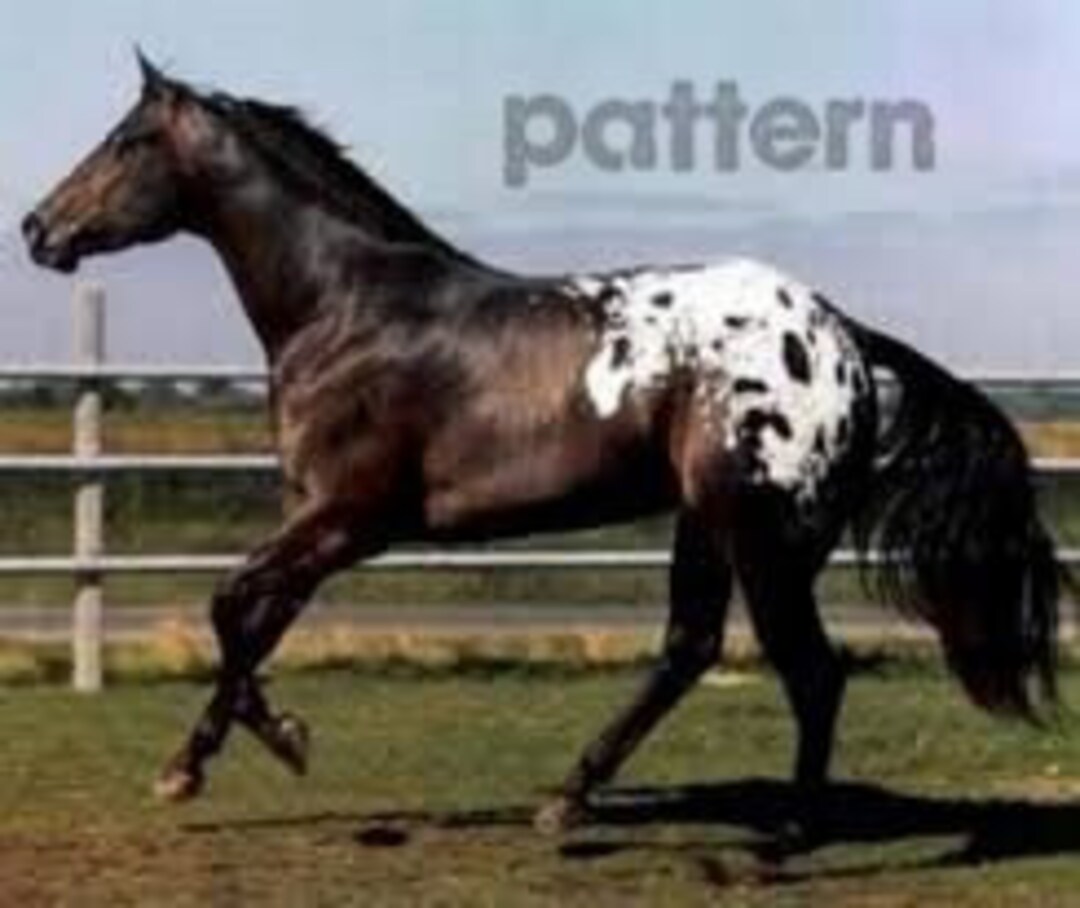 Appaloosa Cross Stitch Pattern, Pattern Keeper, Horse Cross Stitch ...