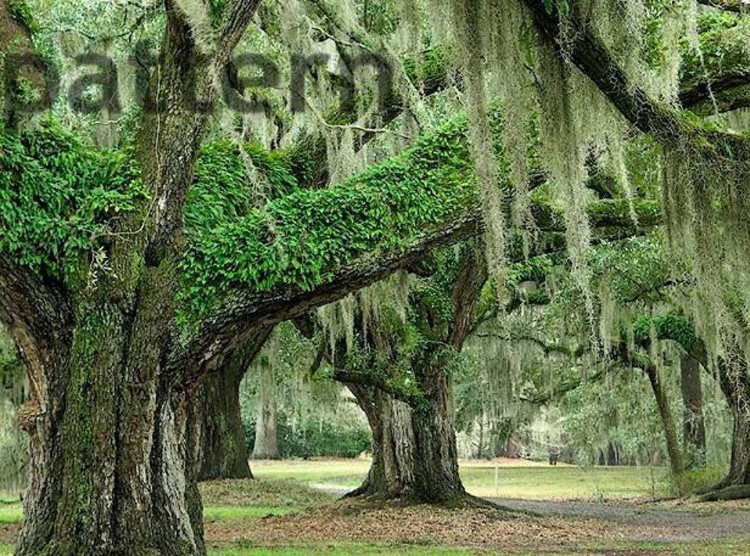 Mossy Oak Tree Cross Stitch Pattern, Pattern Keeper, Old Oak Tree ...