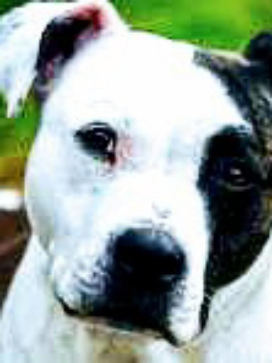 Pit Bull Terrier, Pattern Keeper, Cross Stitch Pattern, Dog Cross ...