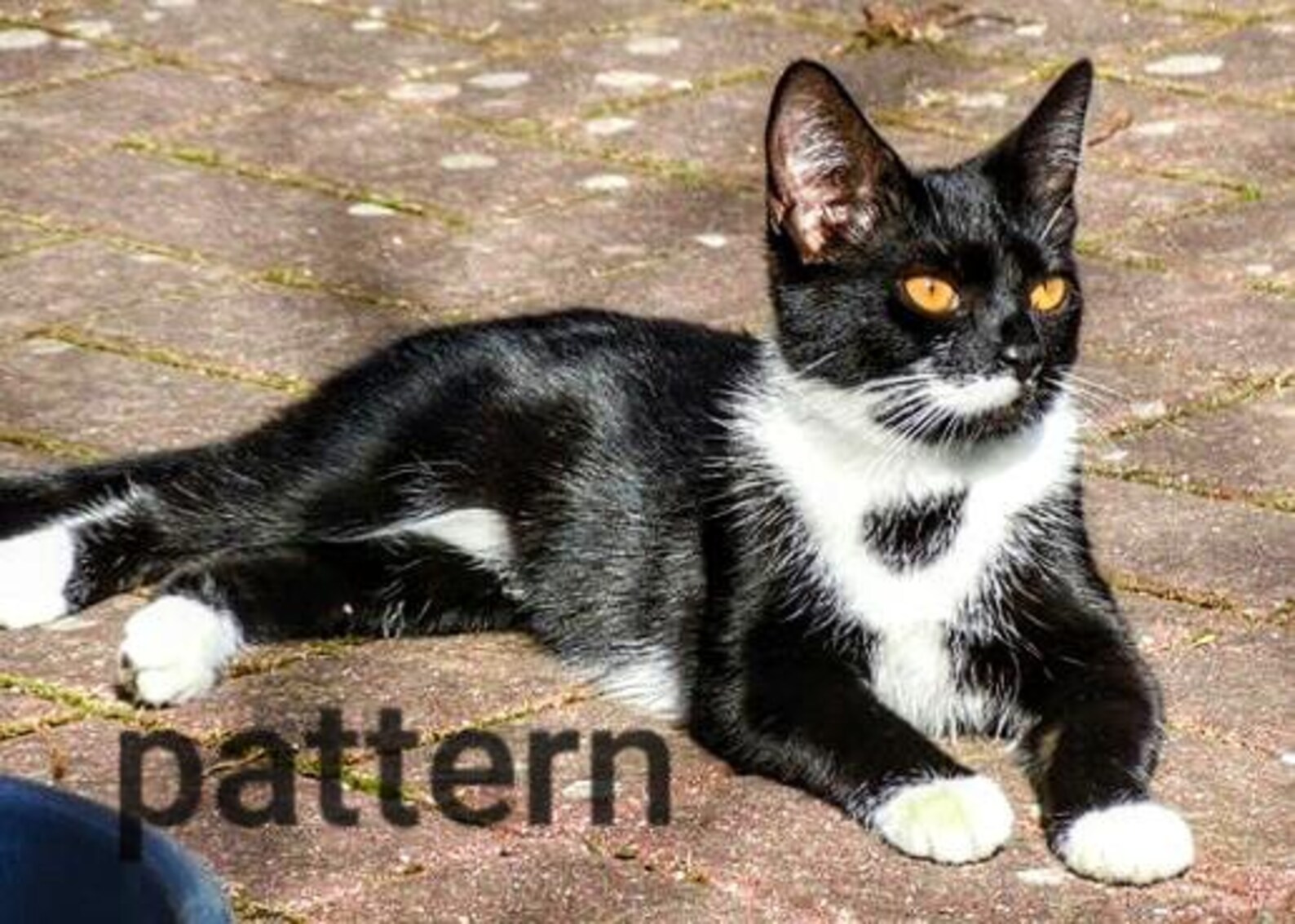 Tuxedo Cat Cross Stitch Pattern, Cross Stitch Pattern, Cat Cross Stitch ...