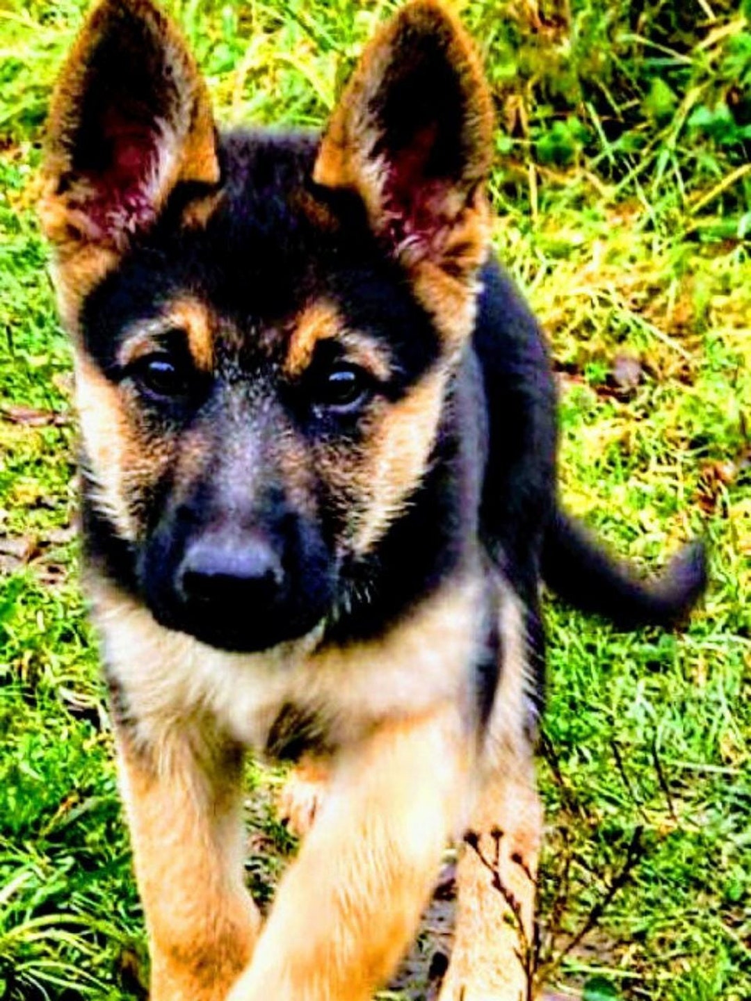 Buy German Shepherd Puppy Cross Stitch Pattern, Pattern Keeper, Cross ...