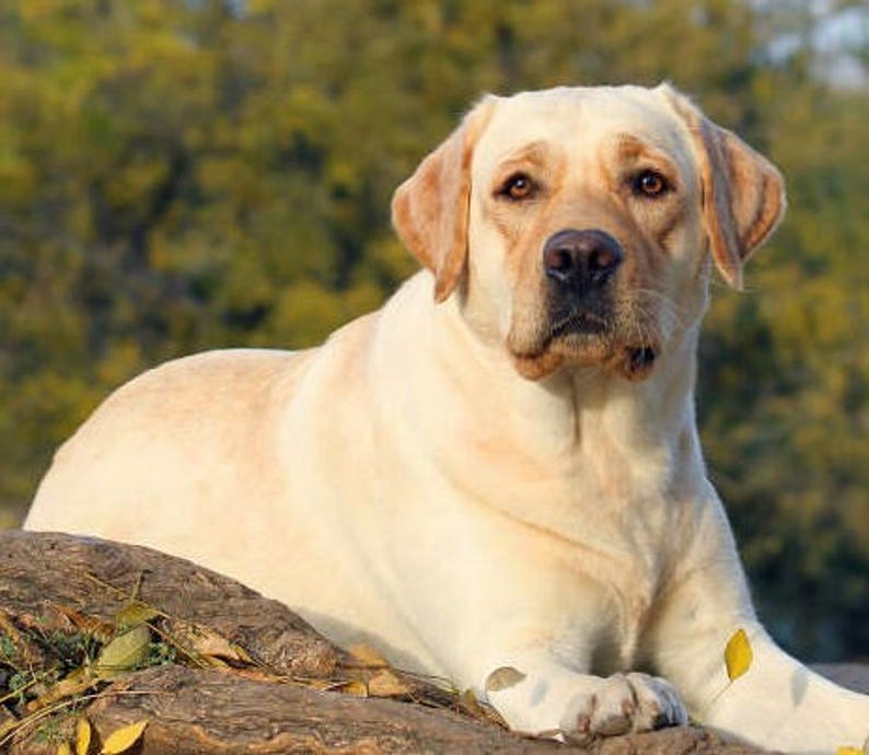 Yellow Lab Cross Stitch Pattern, Pattern Keeper, Dog Cross Stitch ...