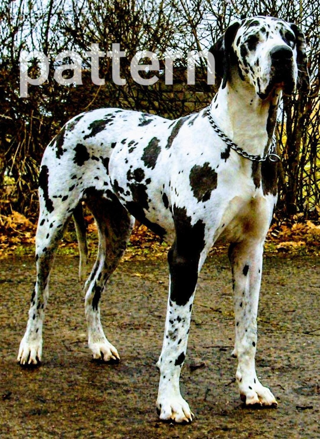 Great Dane Cross Stitch Pattern, Pattern Keeper, Dog Pattern, PDF ...