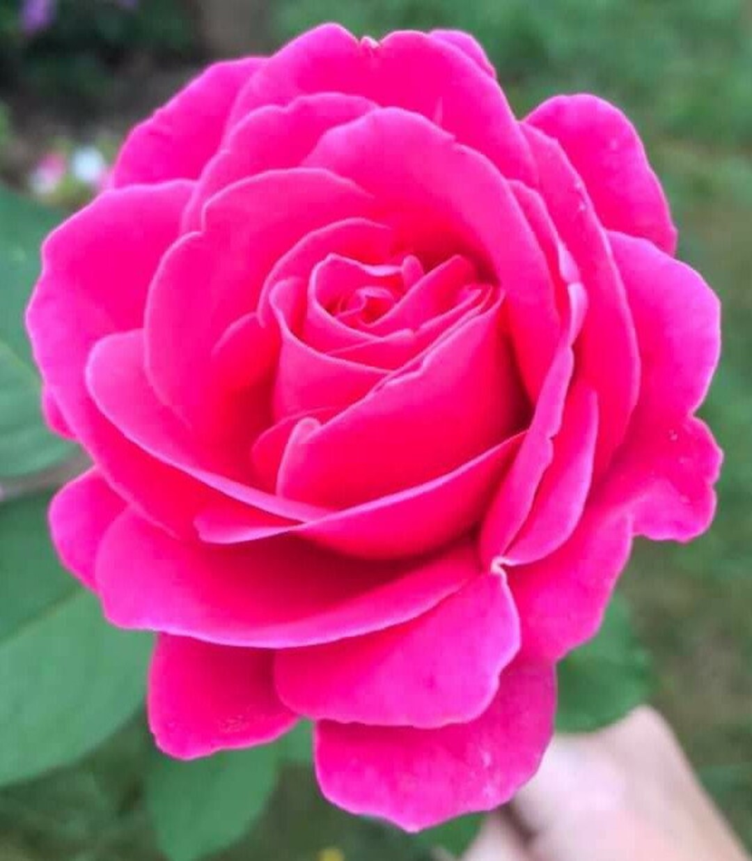 Dark Pink Rose Cross Stitch Pattern, Flower Pattern, Pdf Pattern ...