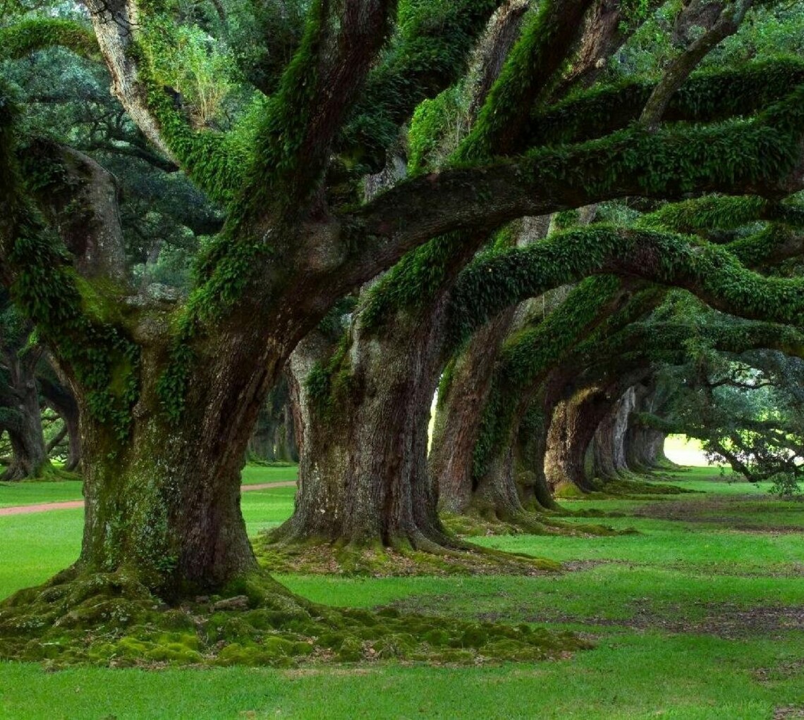 Tree Shaded Path, Cross Stitch Pattern, Tree Cross Stitch, Cross Stitch ...