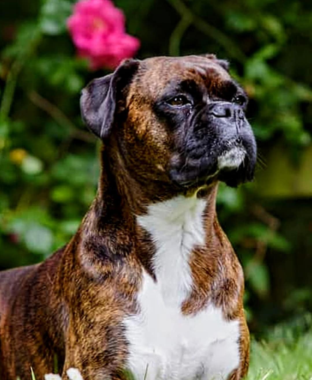 Brindle Boxer Cross Stitch, Valentine's Sale!, Pattern Keeper, Counted Cross Stitch, Dog Pattern ...