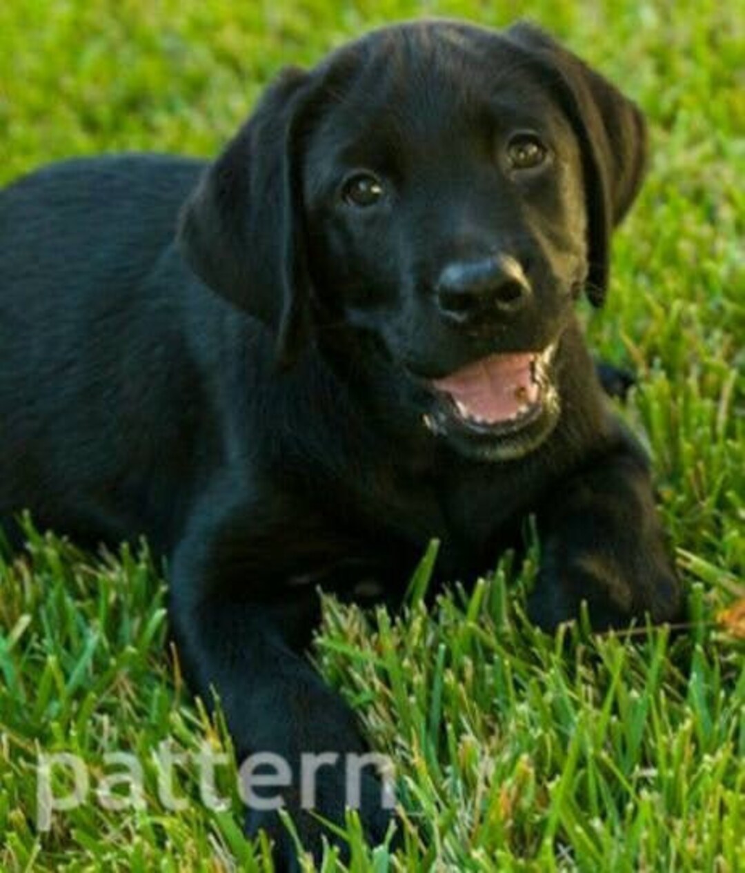 Black Lab Puppy Cross Stitch Pattern, Black Puppy Pattern, Cross Stitch ...