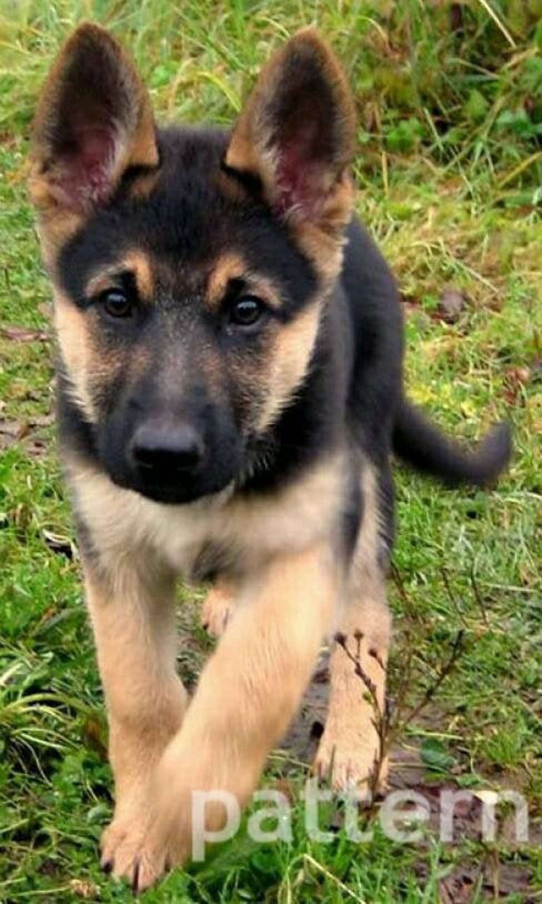 German Shepherd Puppy Cross Stitch Pattern, Pattern Keeper, Cross ...